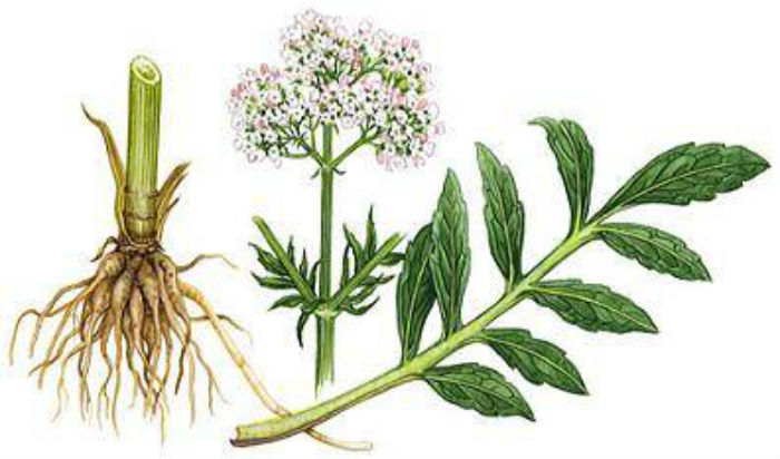 Kozlík lékařský si poradí s nespavostí, úzkostí a vyrovná krevní tlak ...